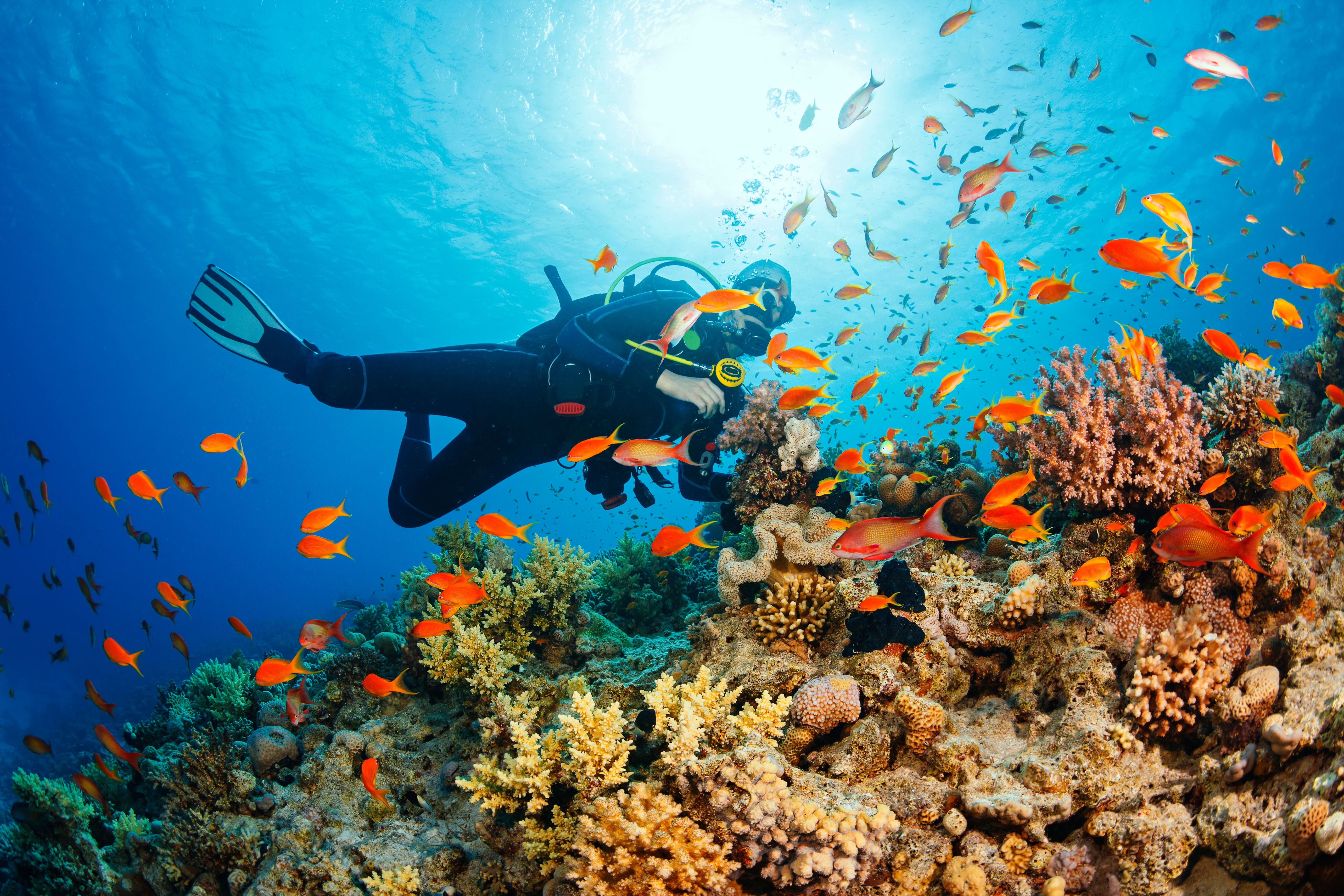 Neptune Diving Resort Moalboal | Nitrox 12 Dive Package / Accommodation ...