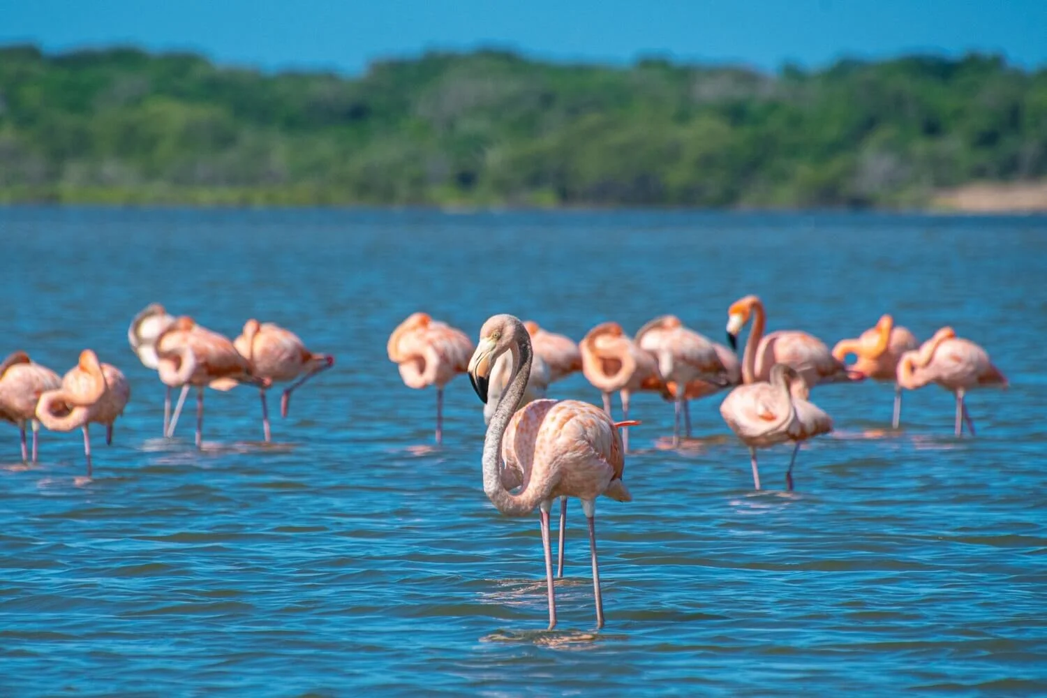 RCH LUXURY HOTEL & POOL | Flamingo Watching Experience